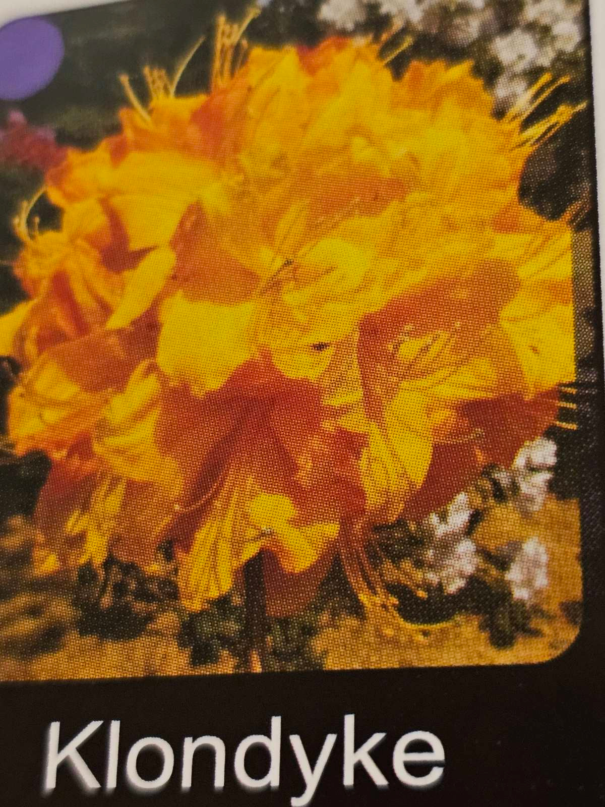 Azalija japoninė (Azalea japonica) 'Klondyke' – Gitanos medeliai