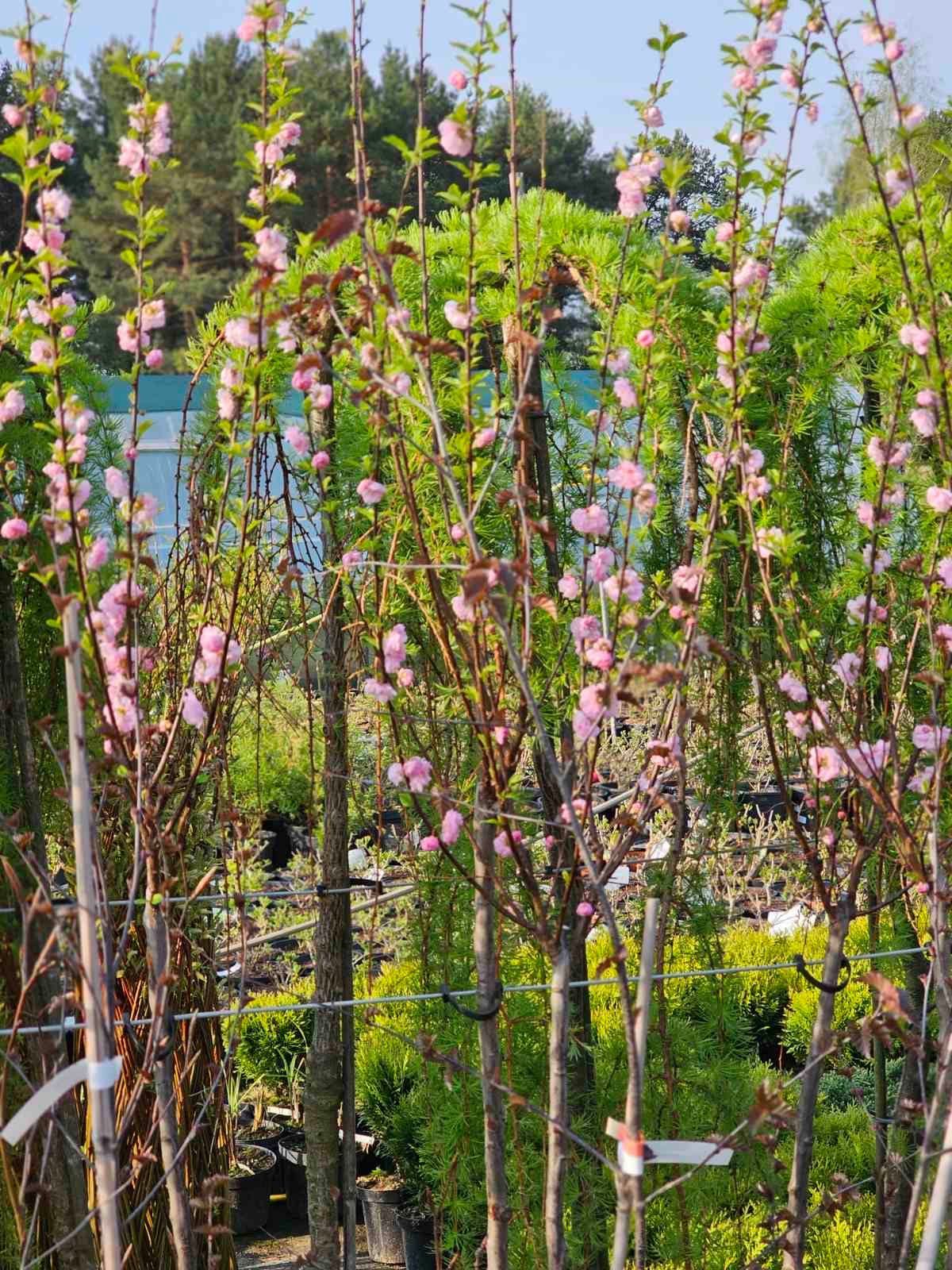 Migdolas triskiautis (Prunus triloba) – Gitanos medeliai