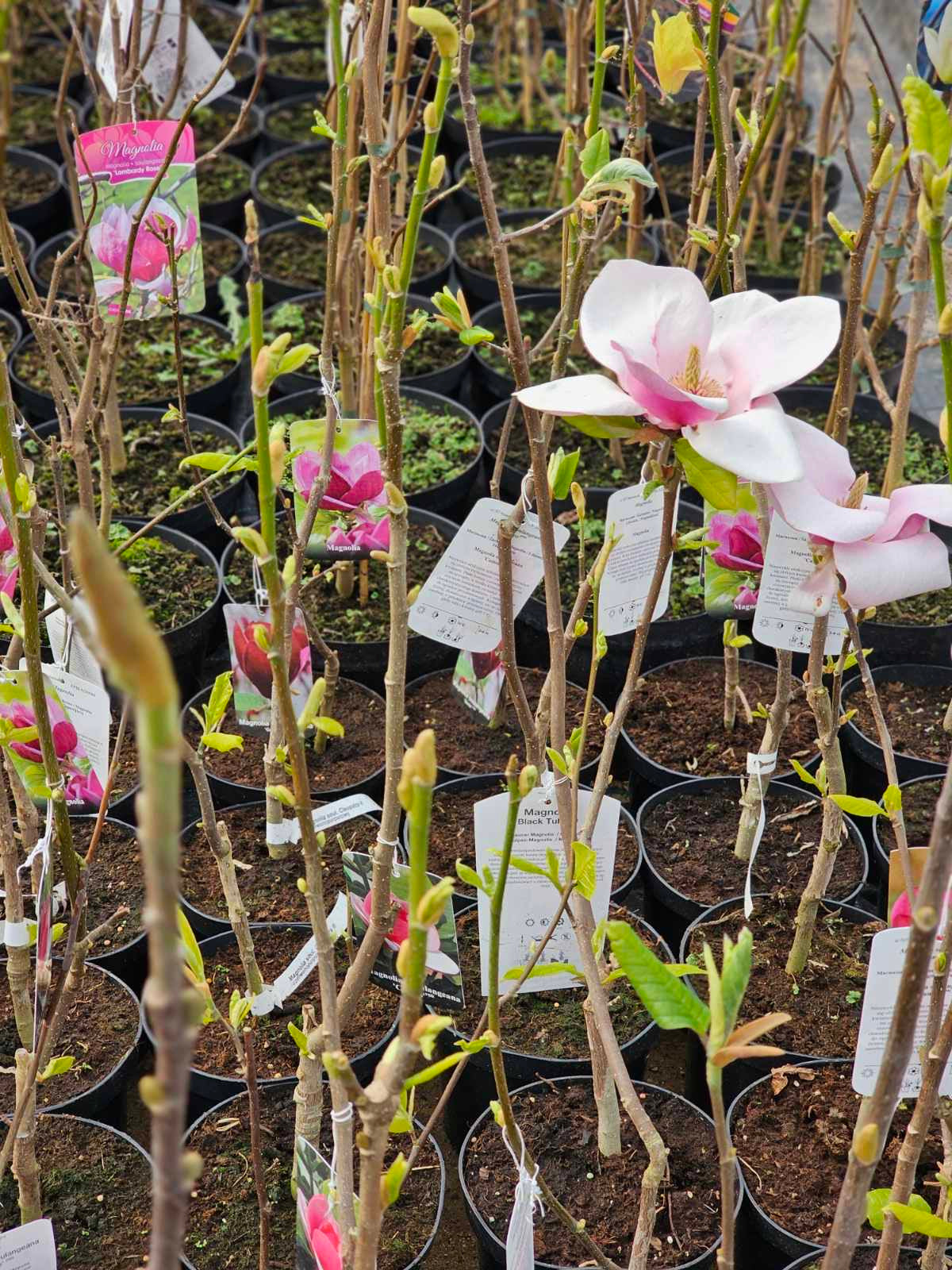 Magnolija sulanžo (Magnolia soulangeana) 'Cameo' – Gitanos medeliai