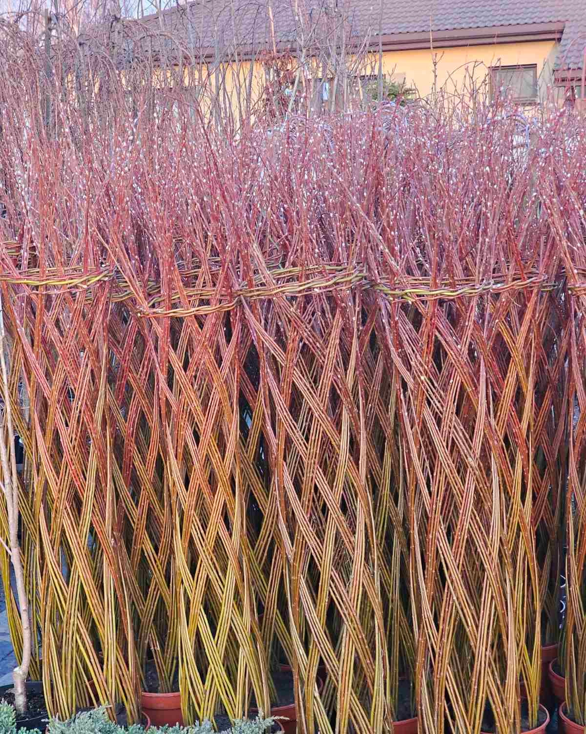 Gluosnis pintas (Salix americana) – Gitanos medeliai