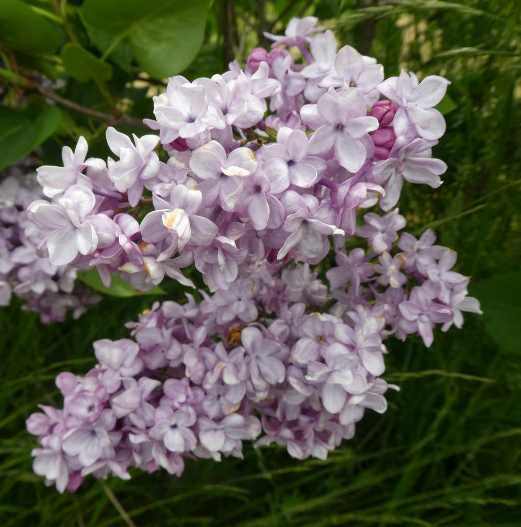 Alyva paprastoji (Syringa vulgaris) 'Pomorzanka' – Gitanos medeliai