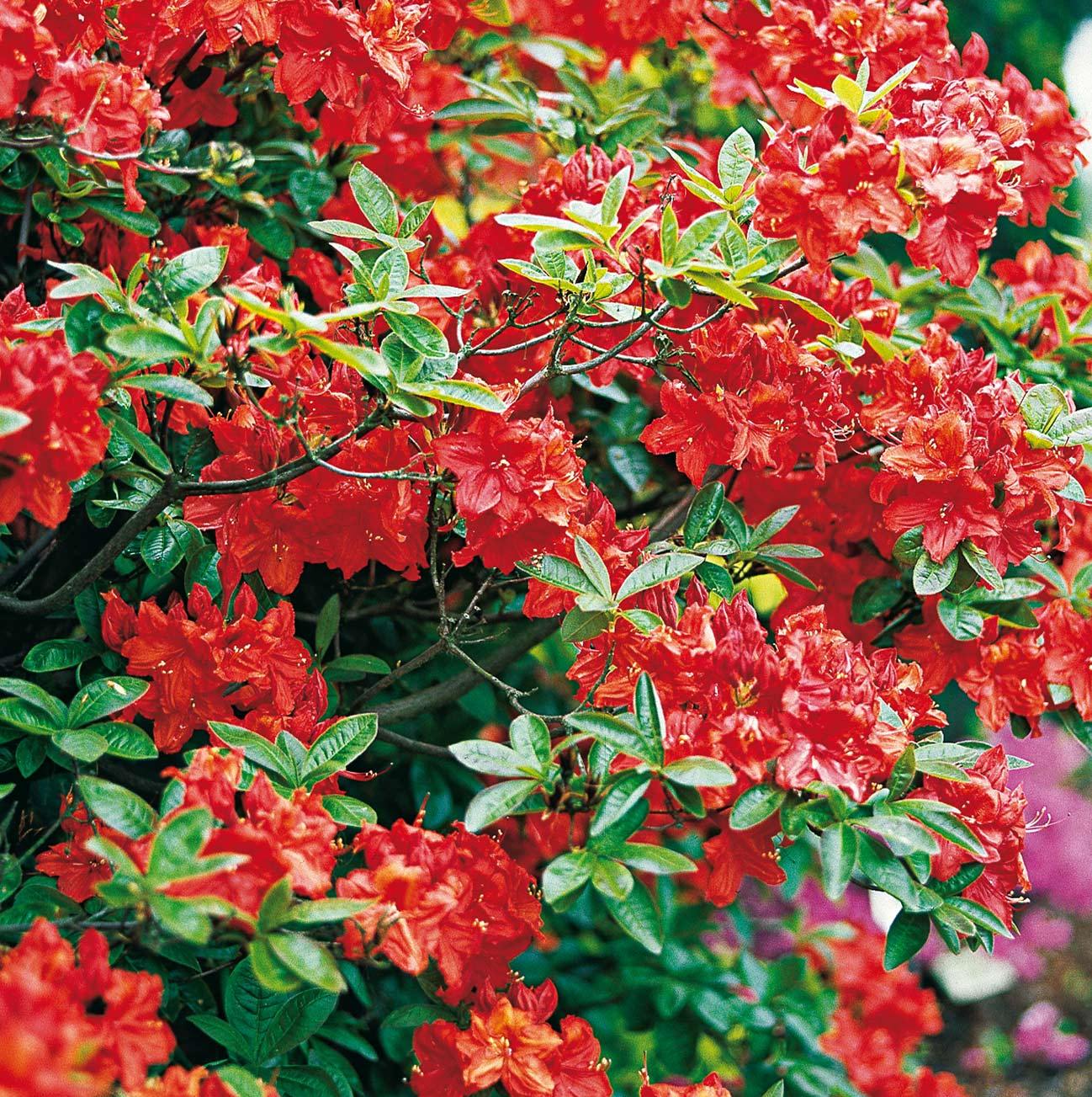 Azalija japoninė (Azalea japonica) 'Feuerwerk' – Gitanos medeliai