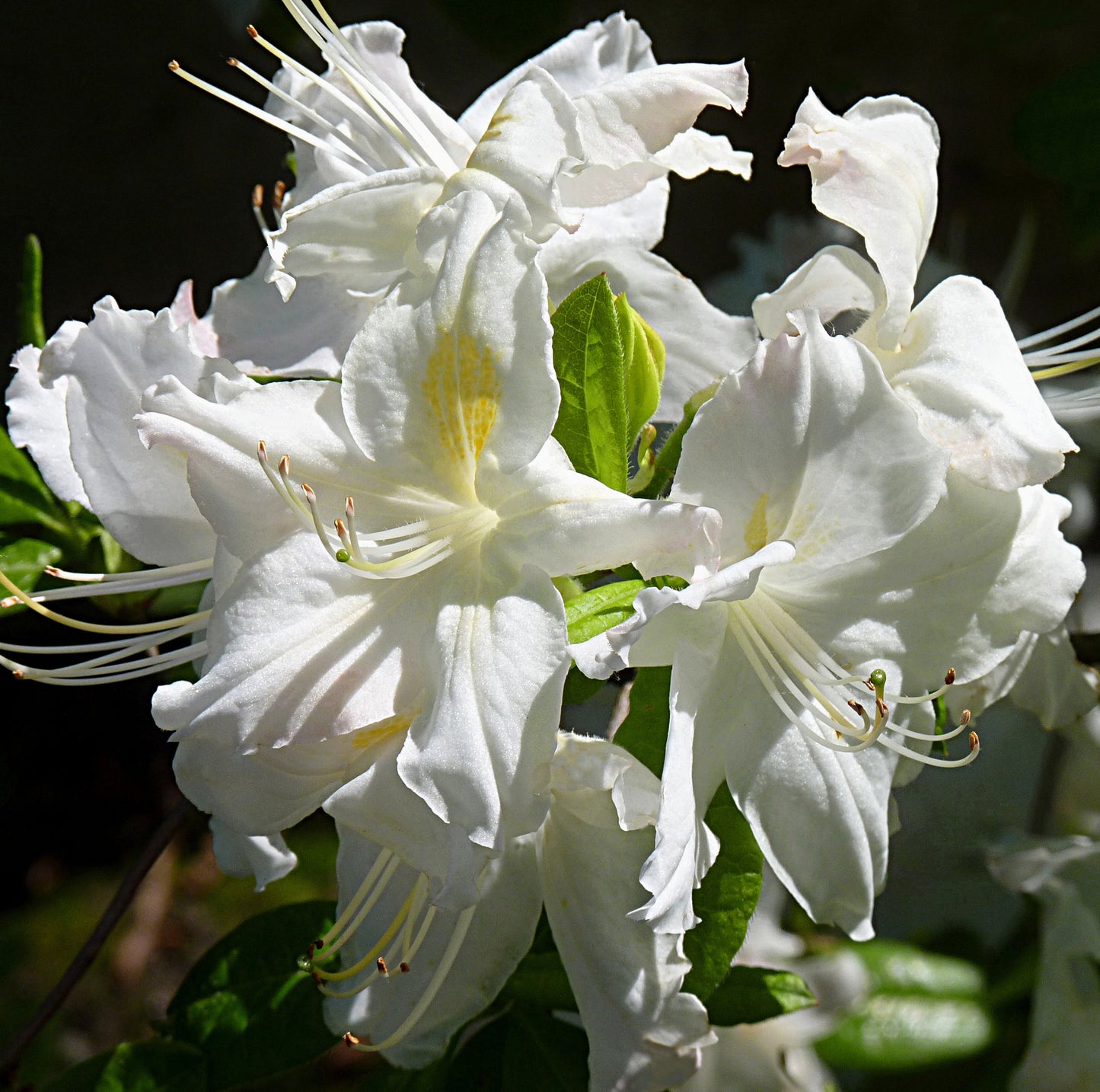Azalija japoninė (Azalea japonica) 'Oxydol' – Gitanos medeliai