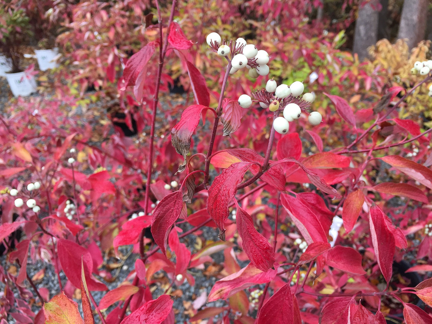 Sedula baltoji (Cornus alba) 'Aurea' – Gitanos medeliai