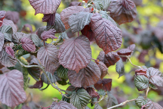 Lazdynas paprastasis (Corylus avellana) 'Syrena' – Gitanos medeliai