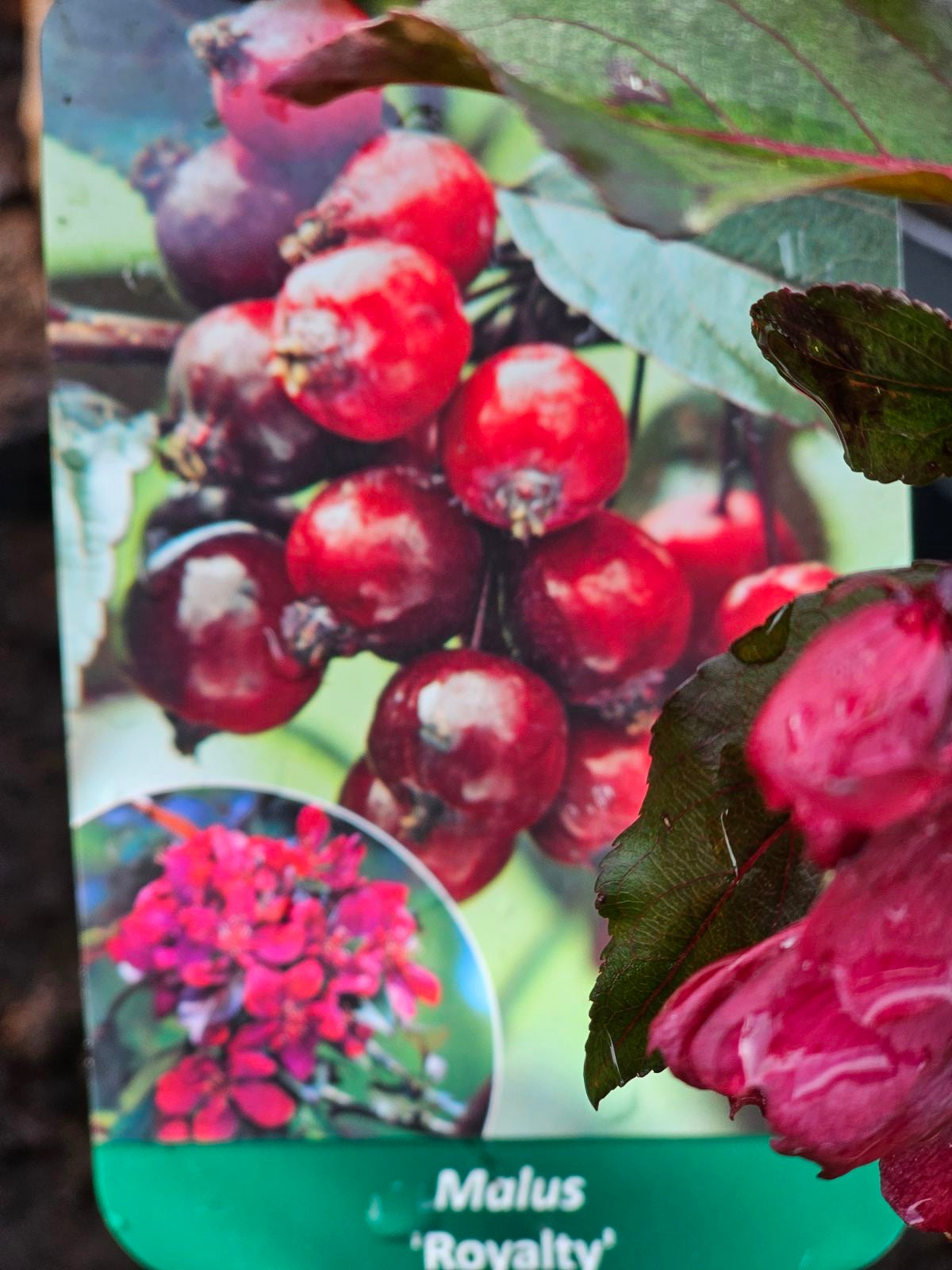Obelis rojaus (Malus) 'Royalty' – Gitanos medeliai