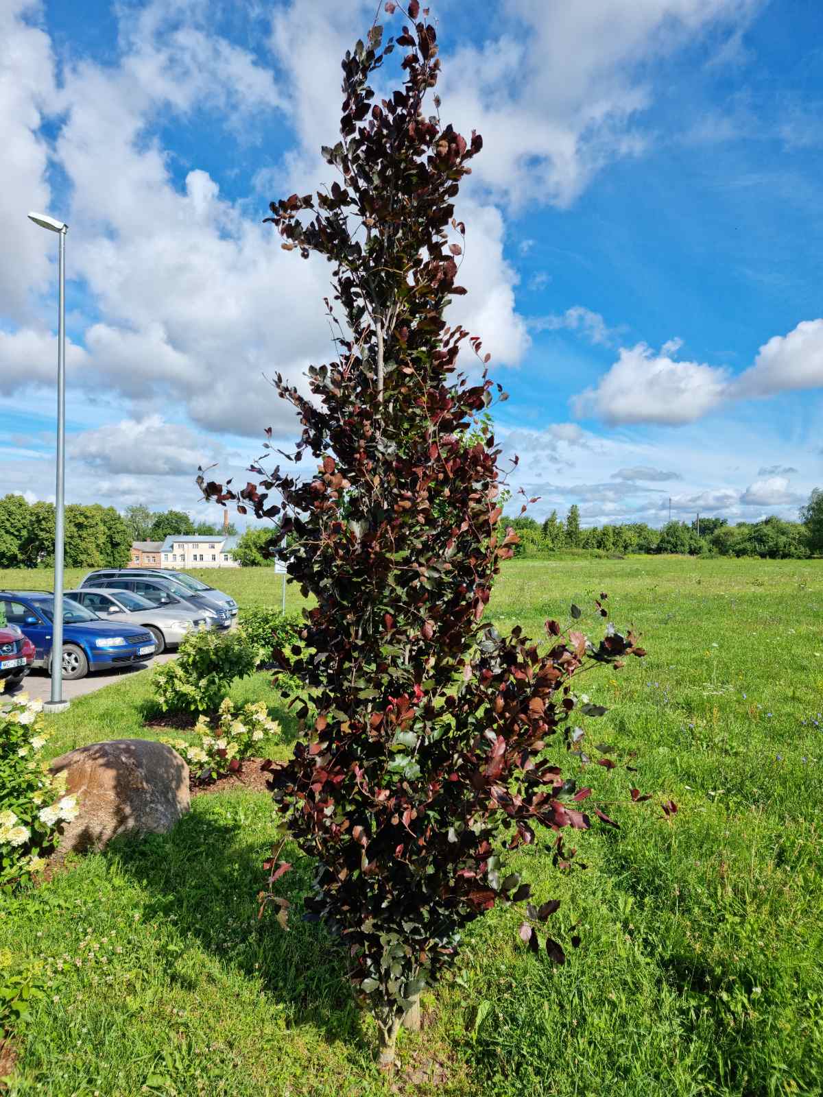 Bukas paprastasis (Fagus sylvatica) 'Purple Fountain' – Gitanos medeliai