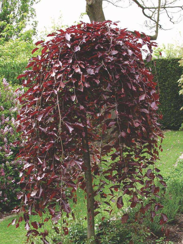 Bukas paprastasis (Fagus sylvatica) 'Purpurea Pendula' – Gitanos medeliai