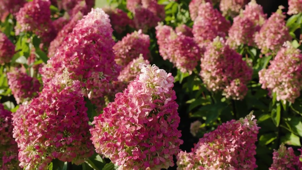 Hortenzija šluotelinė (Hydrangea paniculata) Living 'Pinky Promise ...