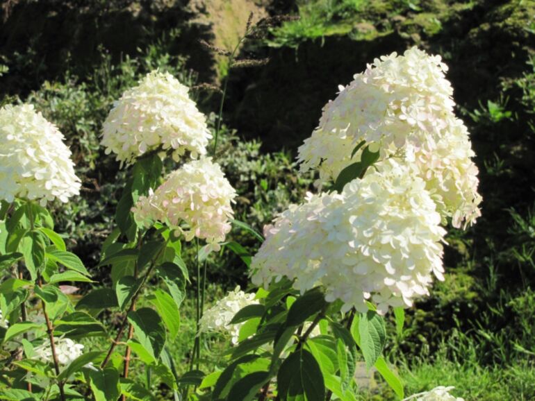 Šluotelinė hortenzija (Hydrangea paniculata) 'Mega Pearl' – Gitanos ...
