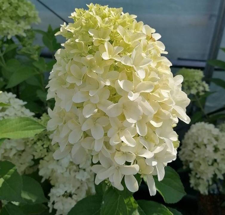 Hortenzija šluotelinė (Hydrangea paniculata) 'Skyfall' – Gitanos medeliai