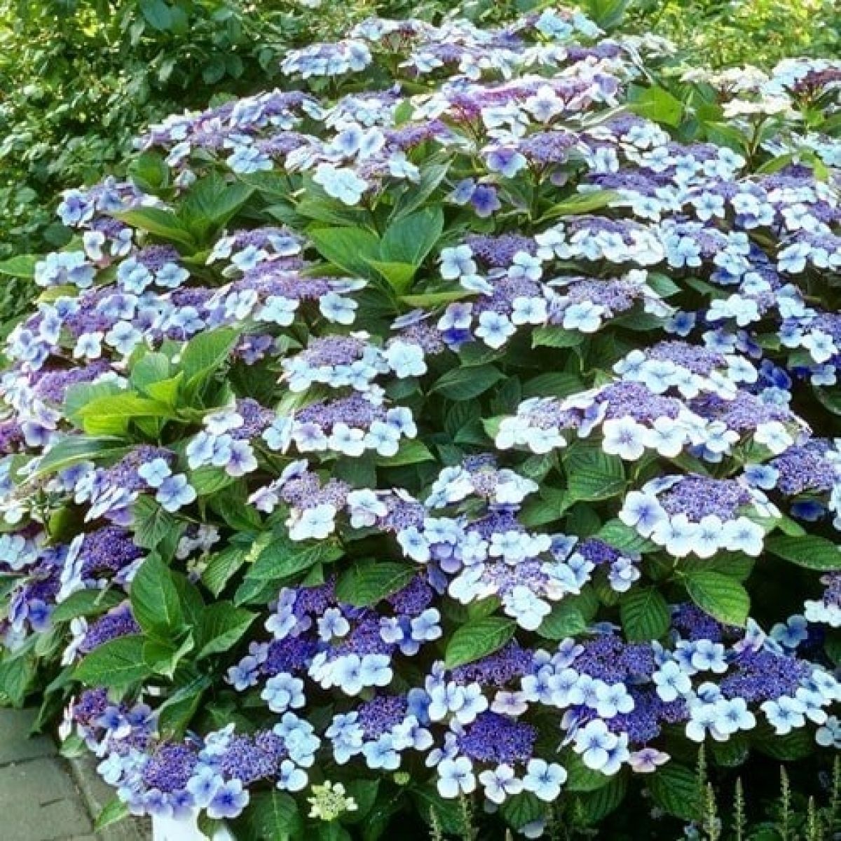 Hortenzija krūminė (Hydrangea serrata) 'Bluebird' – Gitanos medeliai