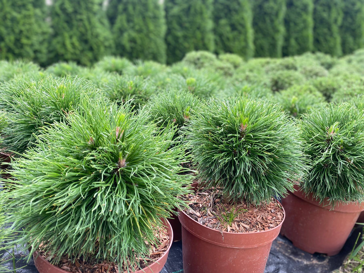 Pušis kalninė (Pinus mugo) 'Varella' – Gitanos medeliai