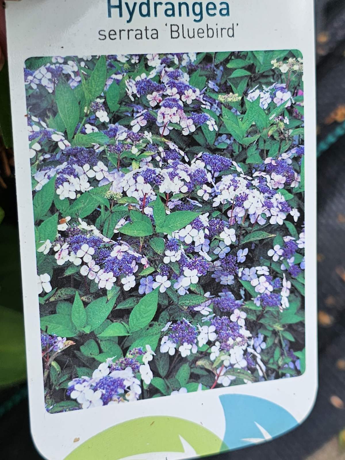 Hortenzija krūminė (Hydrangea serrata) 'Bluebird' – Gitanos medeliai
