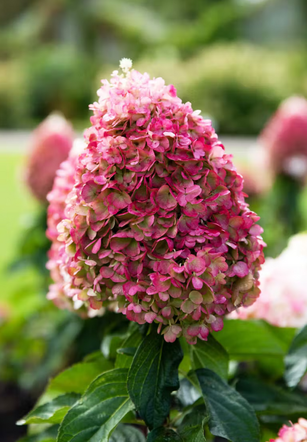 Hortenzija šluotelinė (Hydrangea paniculata) Living 'Pinky Promise ...