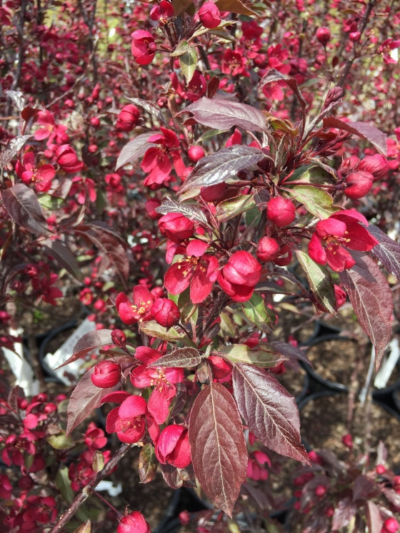 Obelis rojaus (Malus) 'Royal Beauty' – Gitanos medeliai
