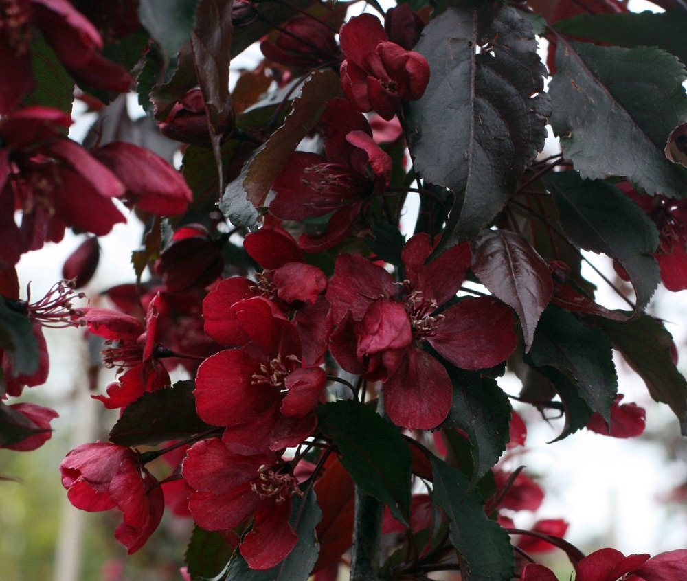 Obelis rojaus (Malus) 'Royalty' – Gitanos medeliai