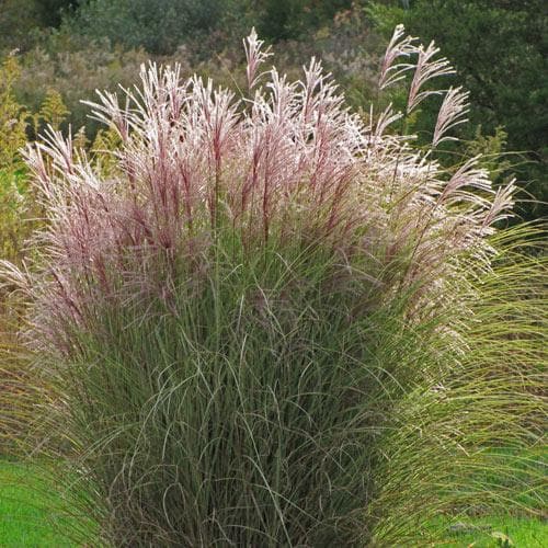 Kininis miskantas (Miscanthus sinensis) 'Morning Light' – Gitanos medeliai
