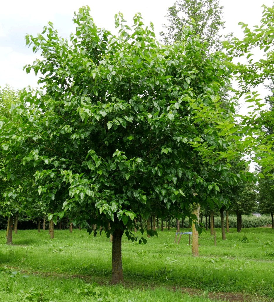 Šilkmedis baltasis (Morus alba) – Gitanos medeliai