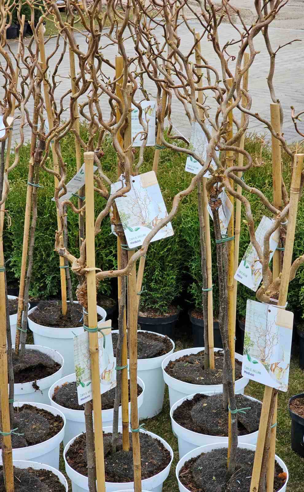 Paprastasis lazdynas (Corylus avellana) 'Medusa' – Gitanos medeliai