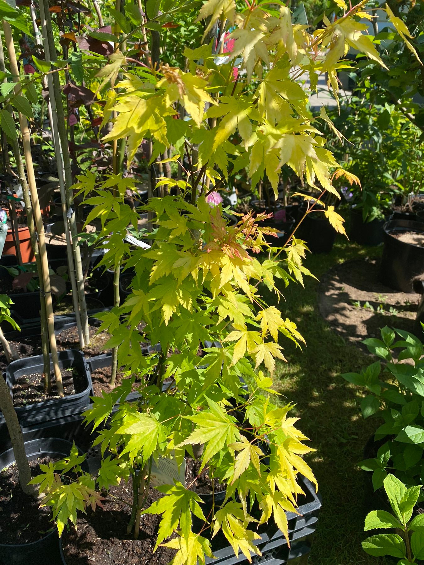 Klevas plaštakinis (Acer palmatum) 'Orange Dreams' – Gitanos medeliai