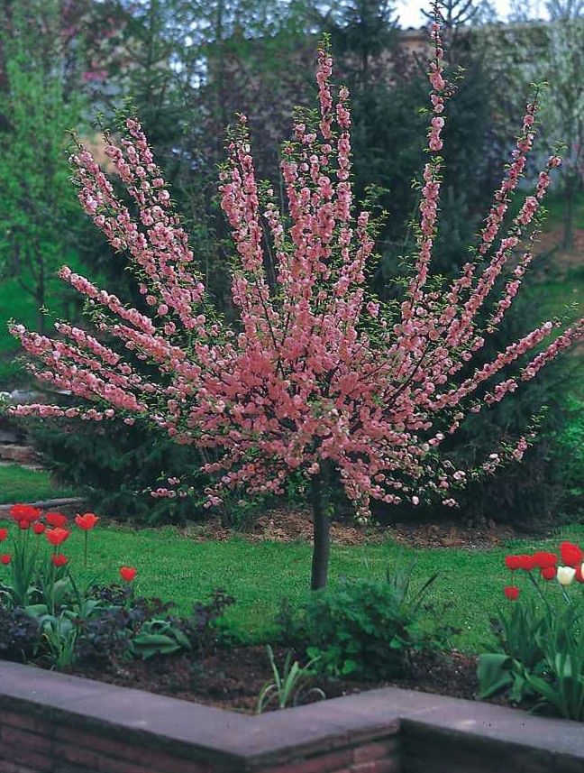 Migdolas triskiautis (Prunus triloba) – Gitanos medeliai