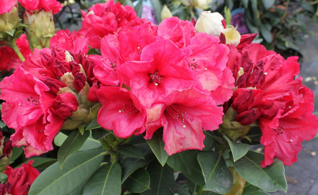 Rododendras (Rhododendron) 'Red Jack' – Gitanos medeliai