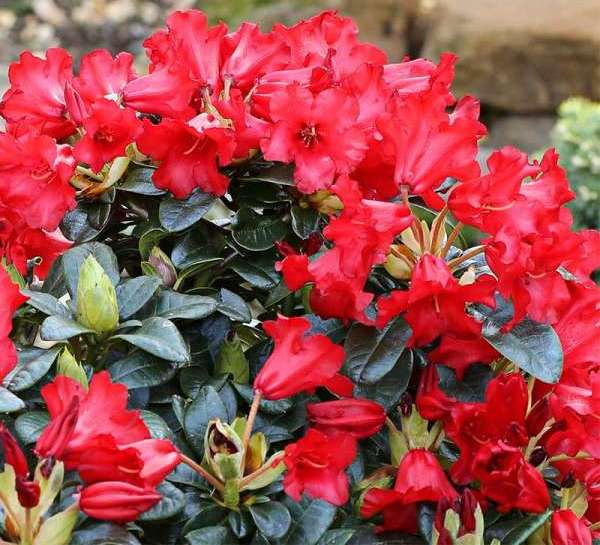 Rododendras (Rhododendron) 'Bengal' – Gitanos medeliai