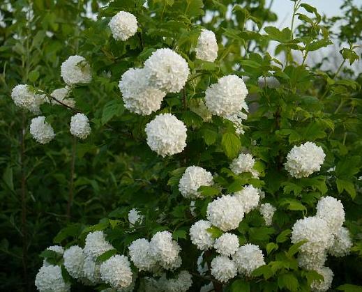 Putinas paprastasis (Viburnum opulus) 'Roseum' – Gitanos medeliai