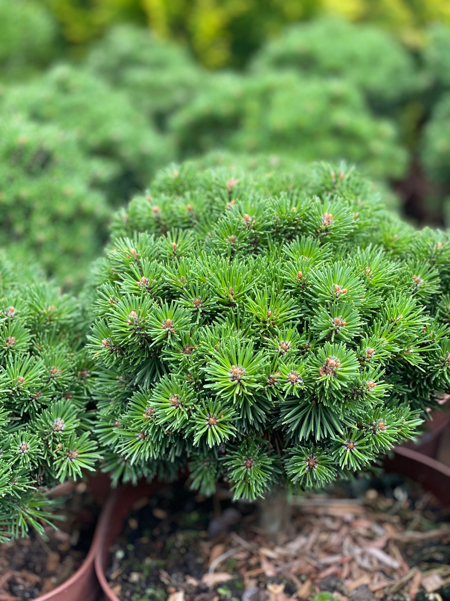 Pušis kalninė (Pinus mugo) 'Kostelnicek' – Gitanos medeliai