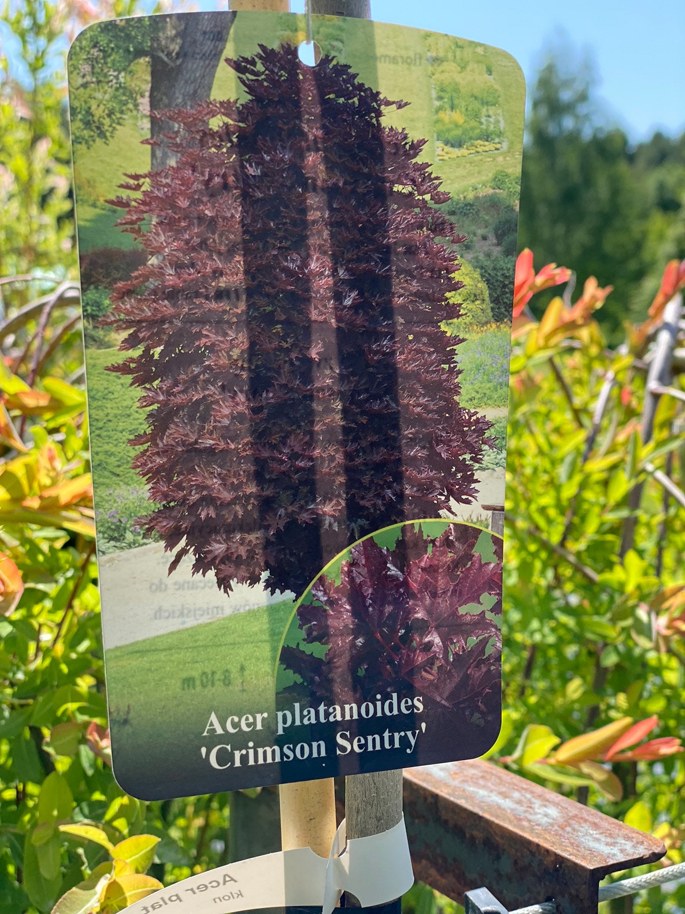 Klevas paprastasis (Acer platanoides) 'Crimson Sentry' – Gitanos medeliai