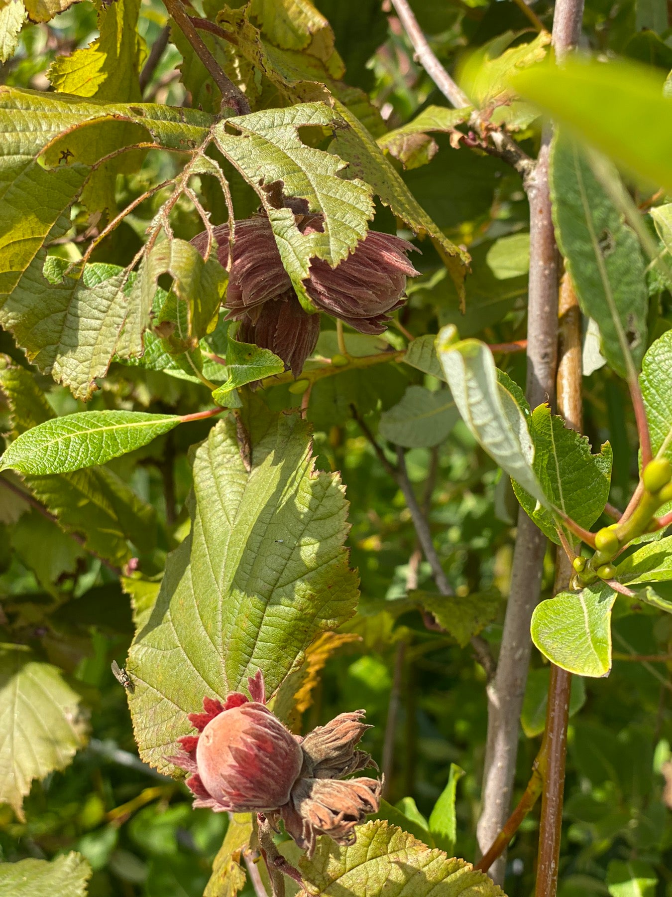Lazdynas paprastasis (Corylus avellana) 'Syrena' – Gitanos medeliai