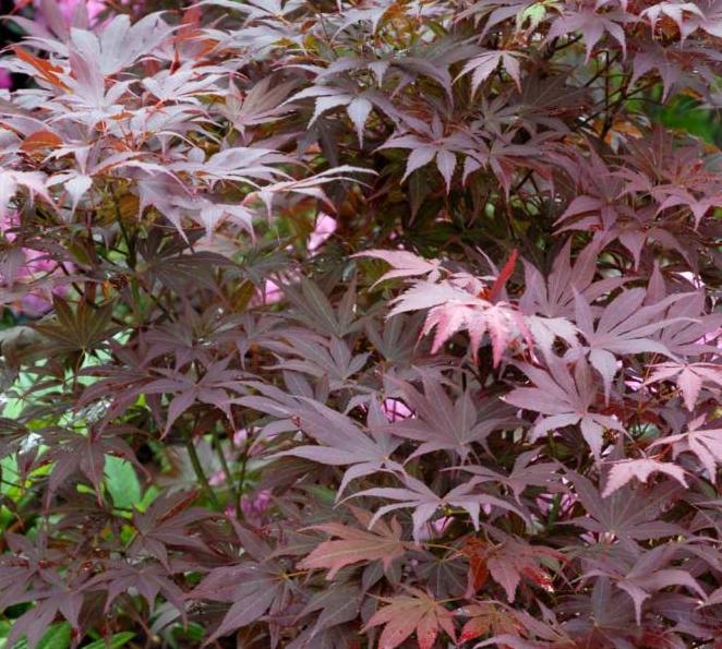 Klevas plaštakinis (Acer palmatum) 'Atropurpureum' – Gitanos medeliai