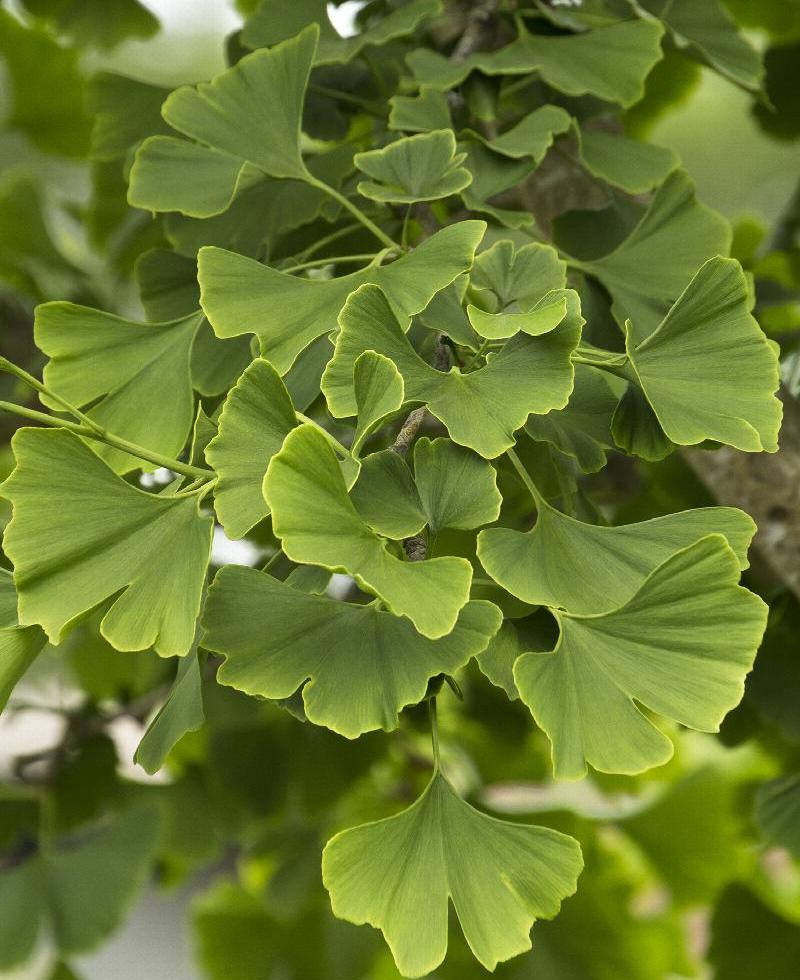 Ginkmedis dviskiautis (Ginkgo biloba) – Gitanos medeliai