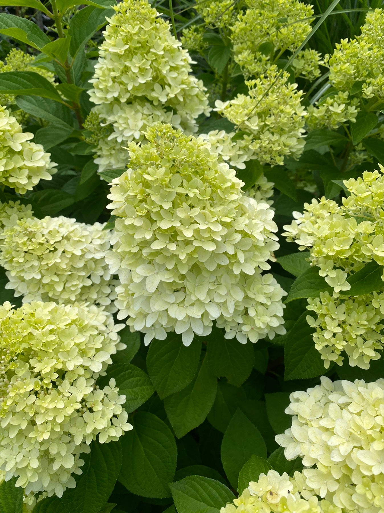 Hortenzija šluotelinė (Hydrangea paniculata) 'Magical Moonlight ...