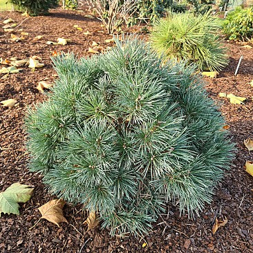 Pušis paprastoji (Pinus sylvestris) 'Chantry Blue' – Gitanos medeliai