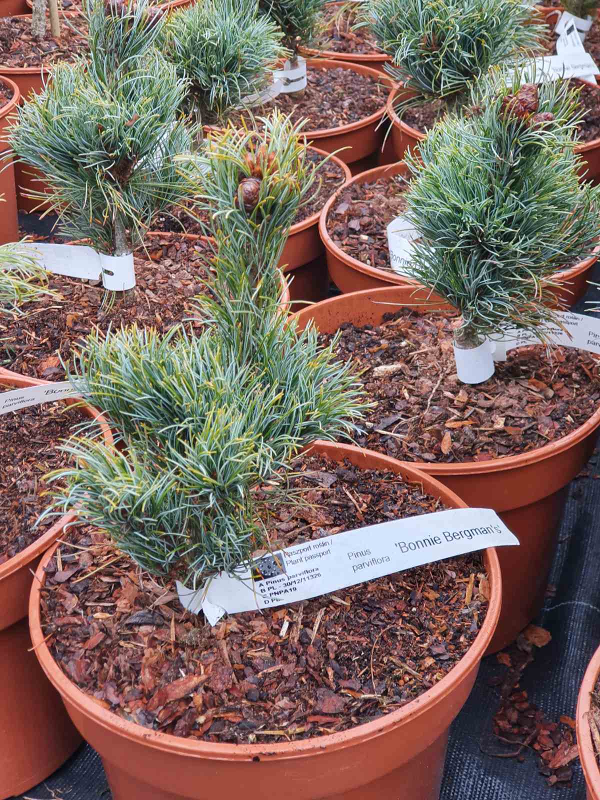 Pušis smulkiažiedė (Pinus parviflora) 'Bonnie Bergman's' – Gitanos medeliai